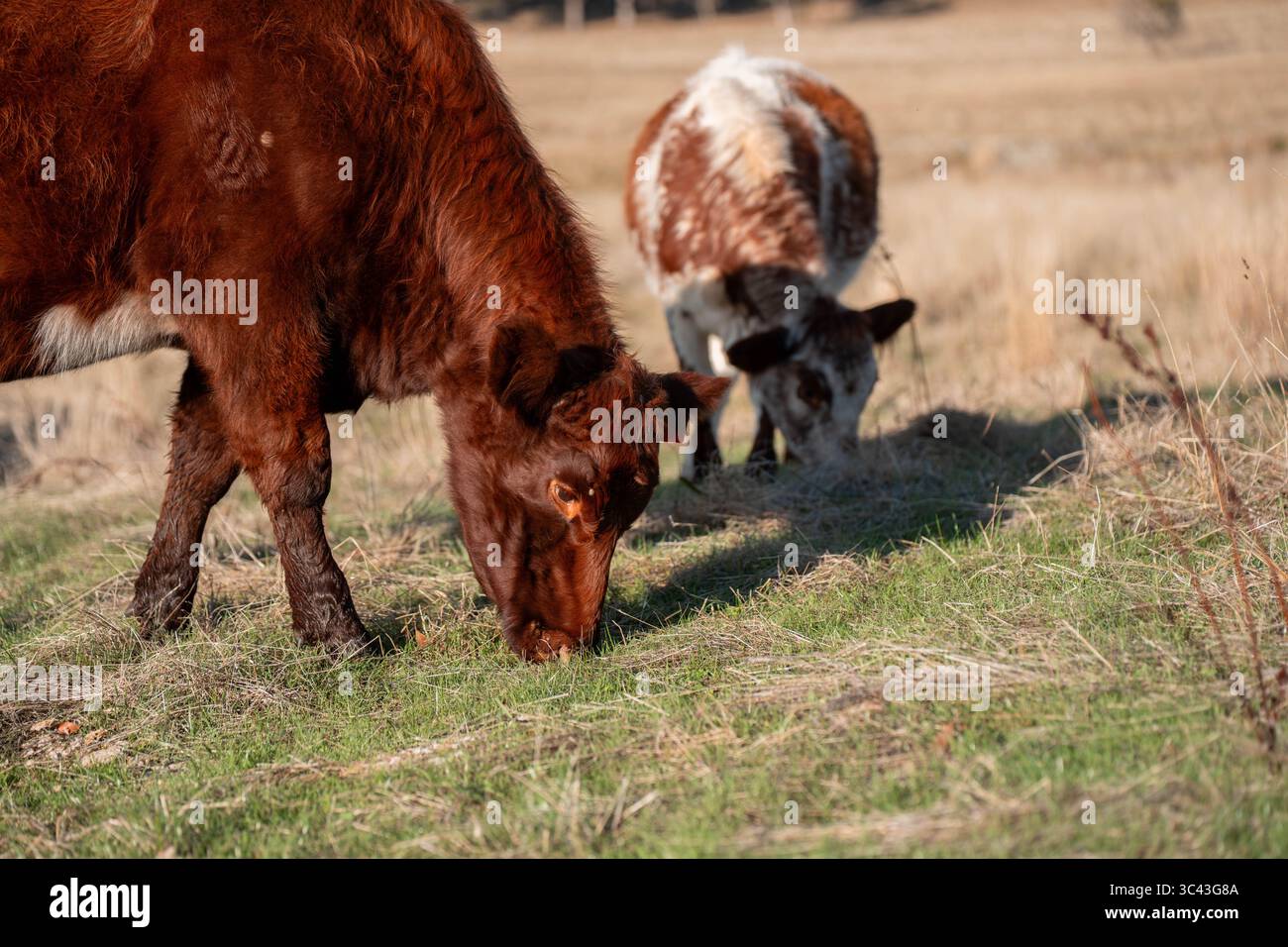 livestock in a meadow, sustainable carbon neutral farming being ...