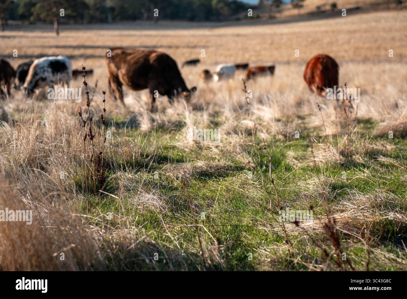 livestock in a meadow, sustainable carbon neutral farming being ...