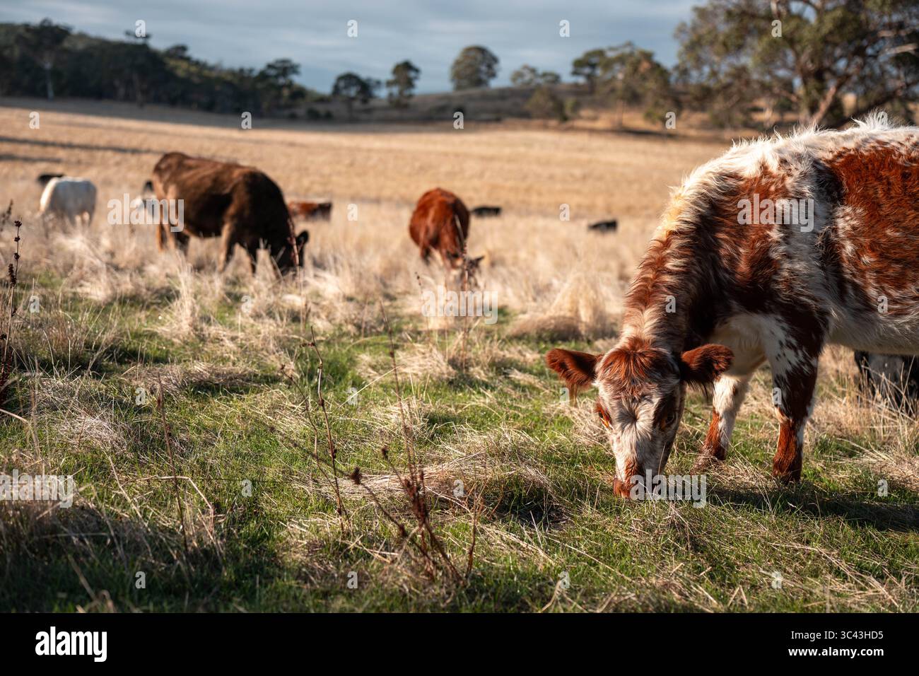 livestock in a meadow, sustainable carbon neutral farming being ...