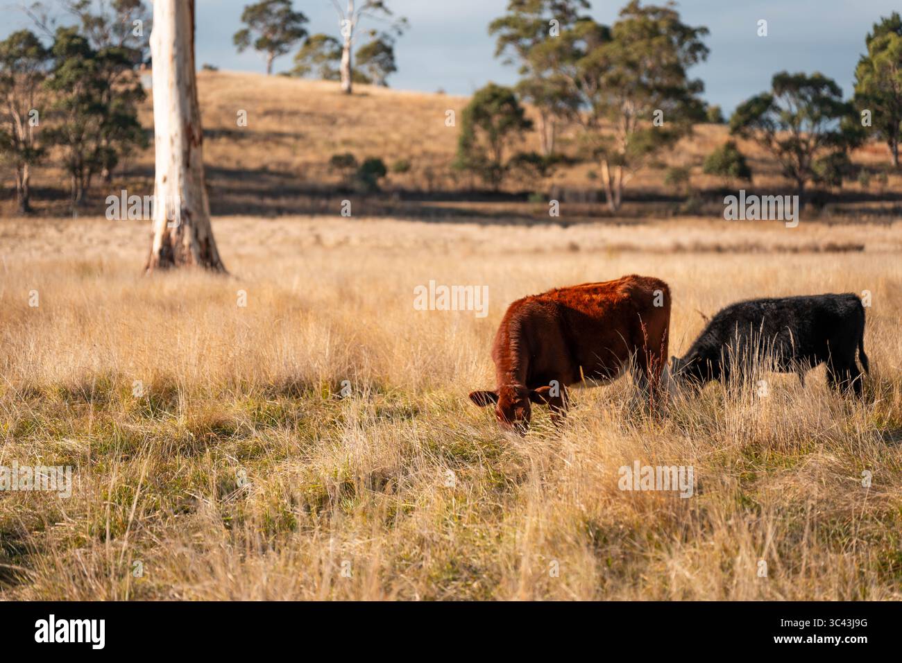 livestock in a meadow, sustainable carbon neutral farming being ...