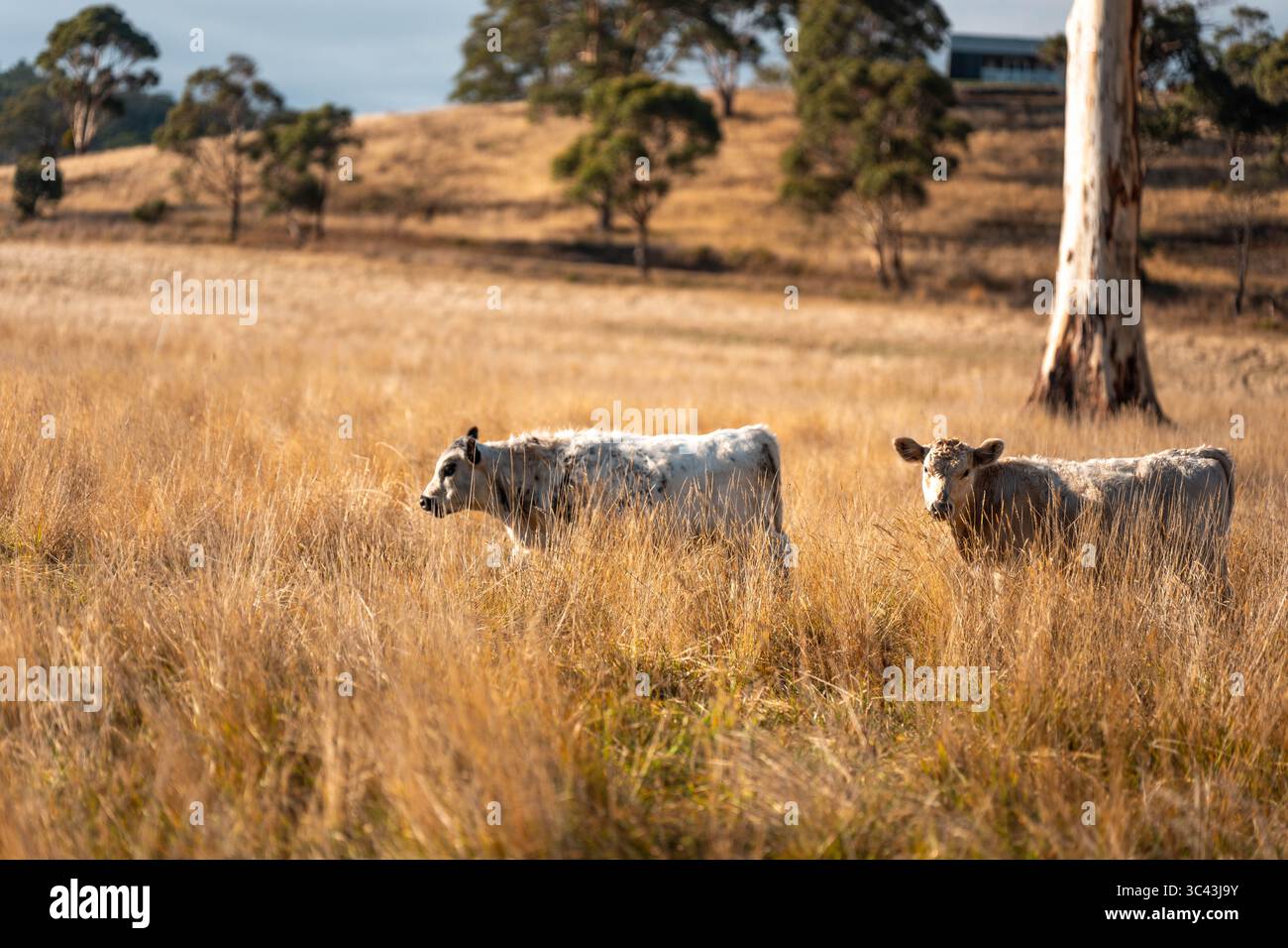 livestock in a meadow, sustainable carbon neutral farming being ...