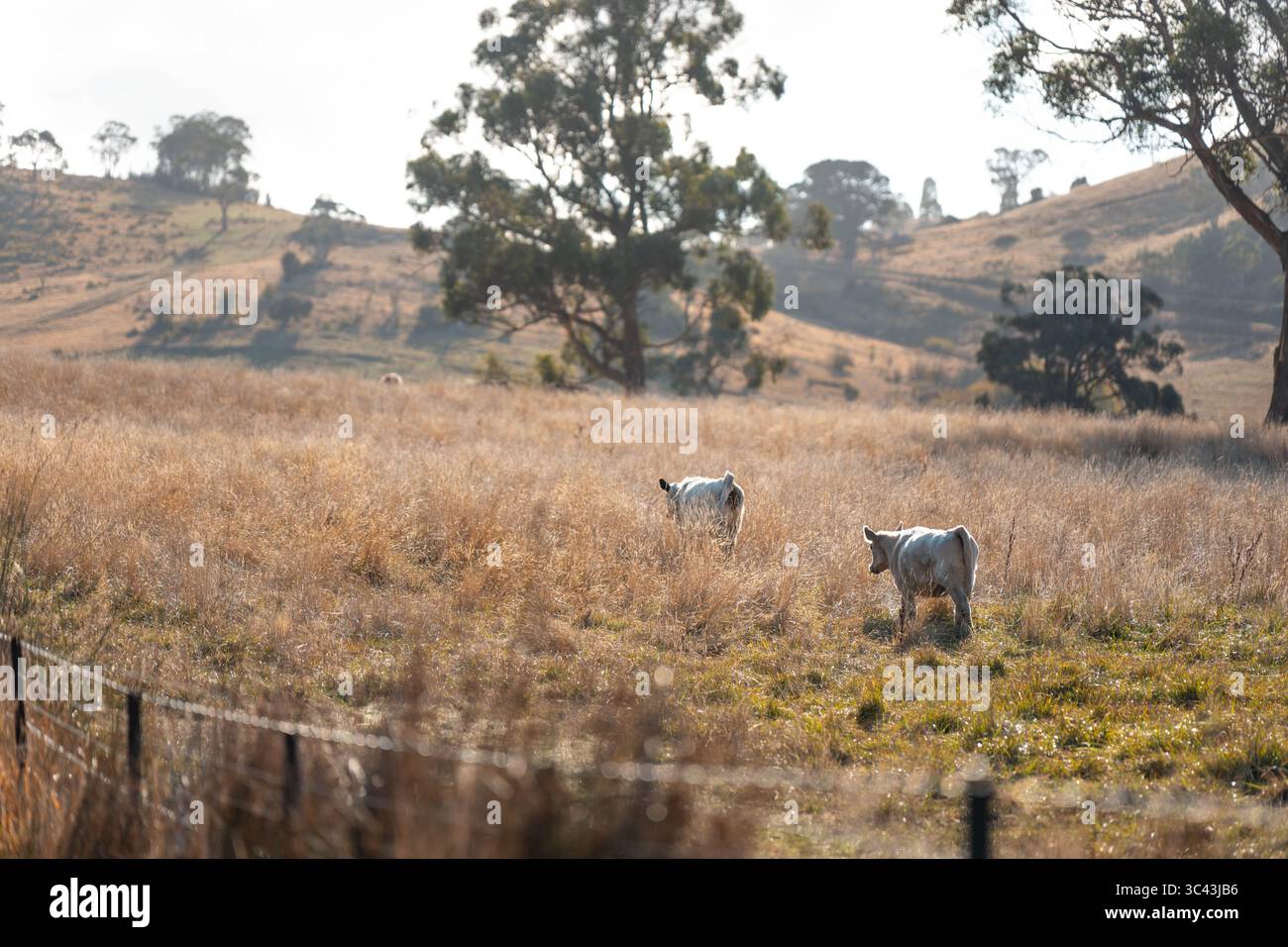 livestock in a meadow, sustainable carbon neutral farming being ...