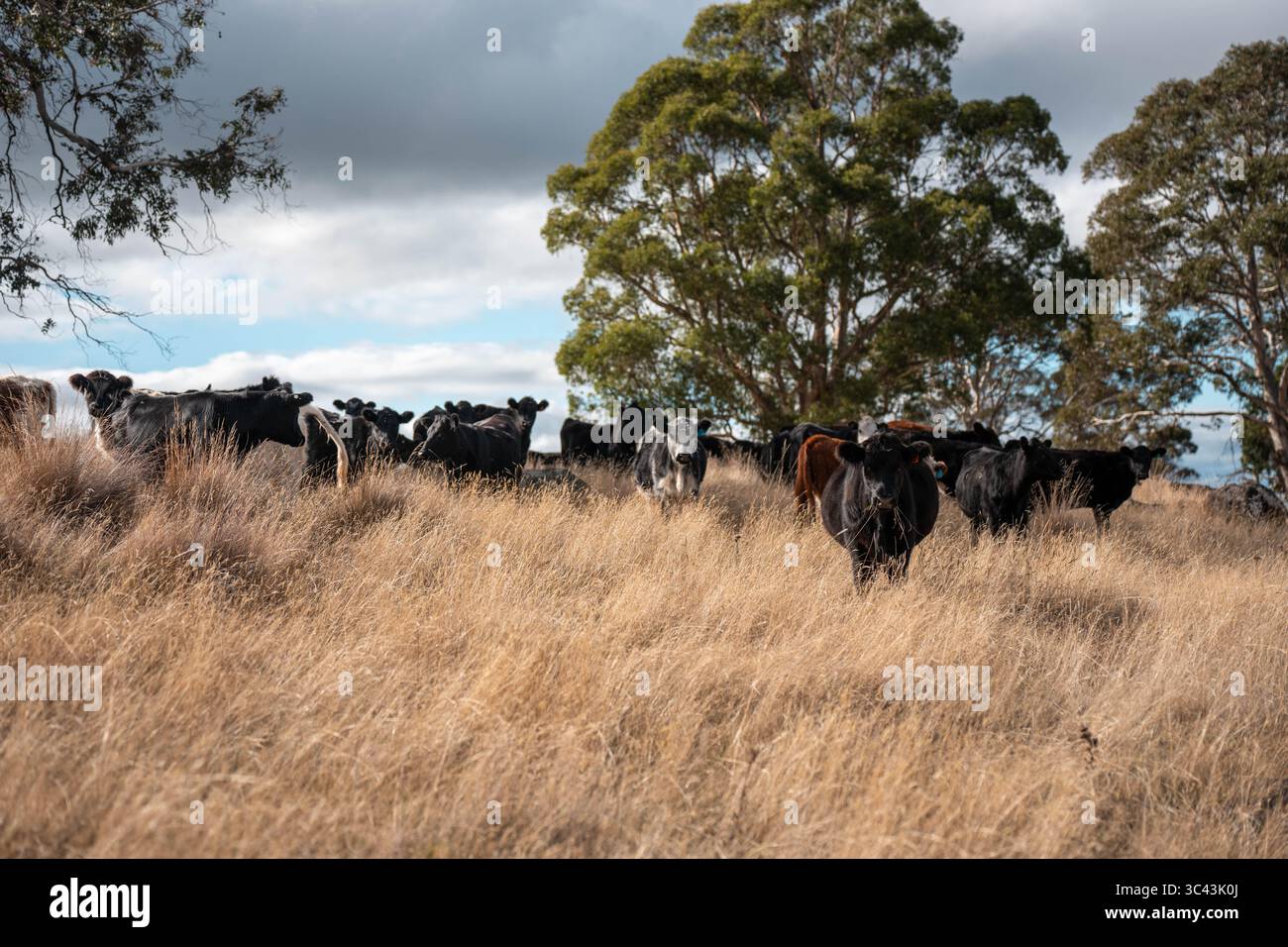 livestock in a meadow, sustainable carbon neutral farming being ...