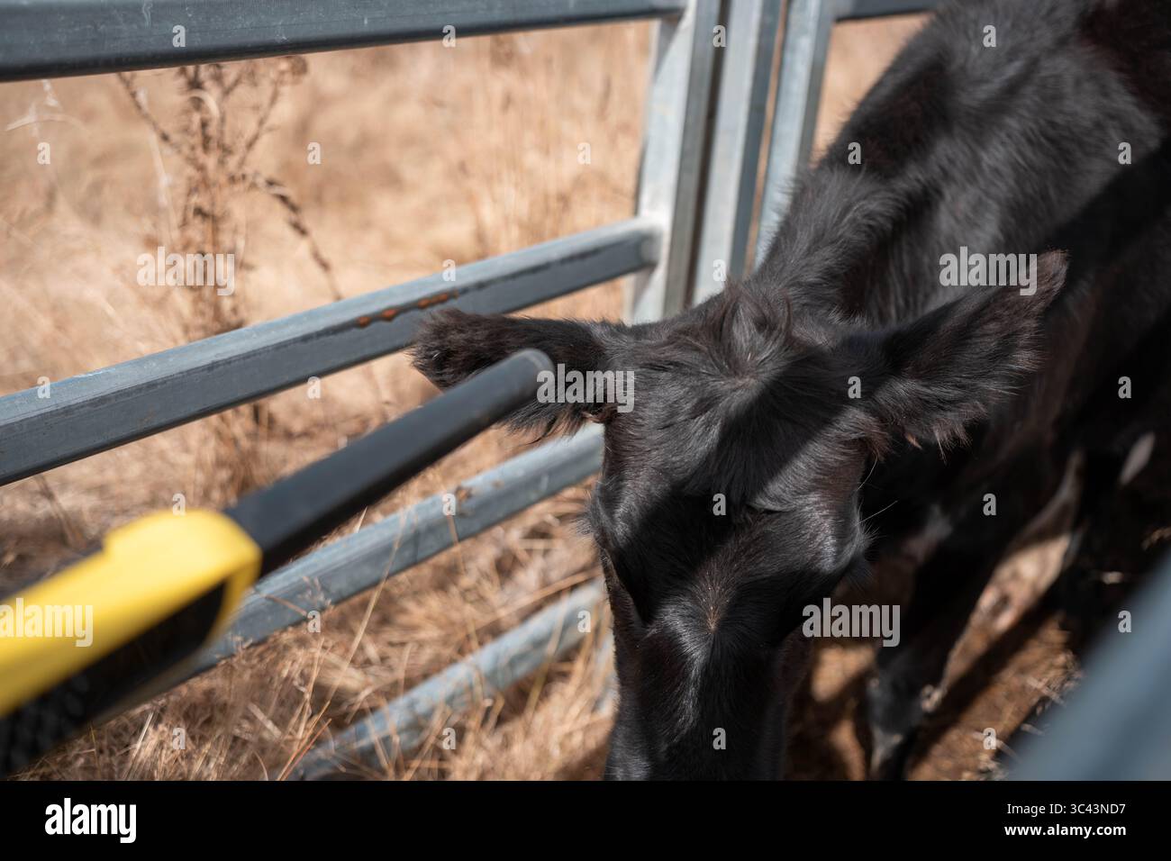 scanning cow tag in a cattle yards nlis tag scan with a wand on a farm ...