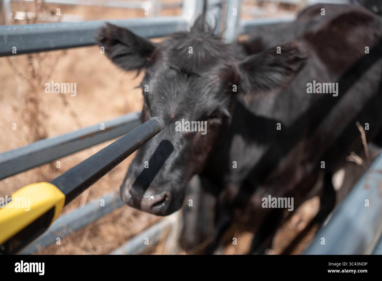 scanning cow tag in a cattle yards nlis tag scan with a wand on a farm ...