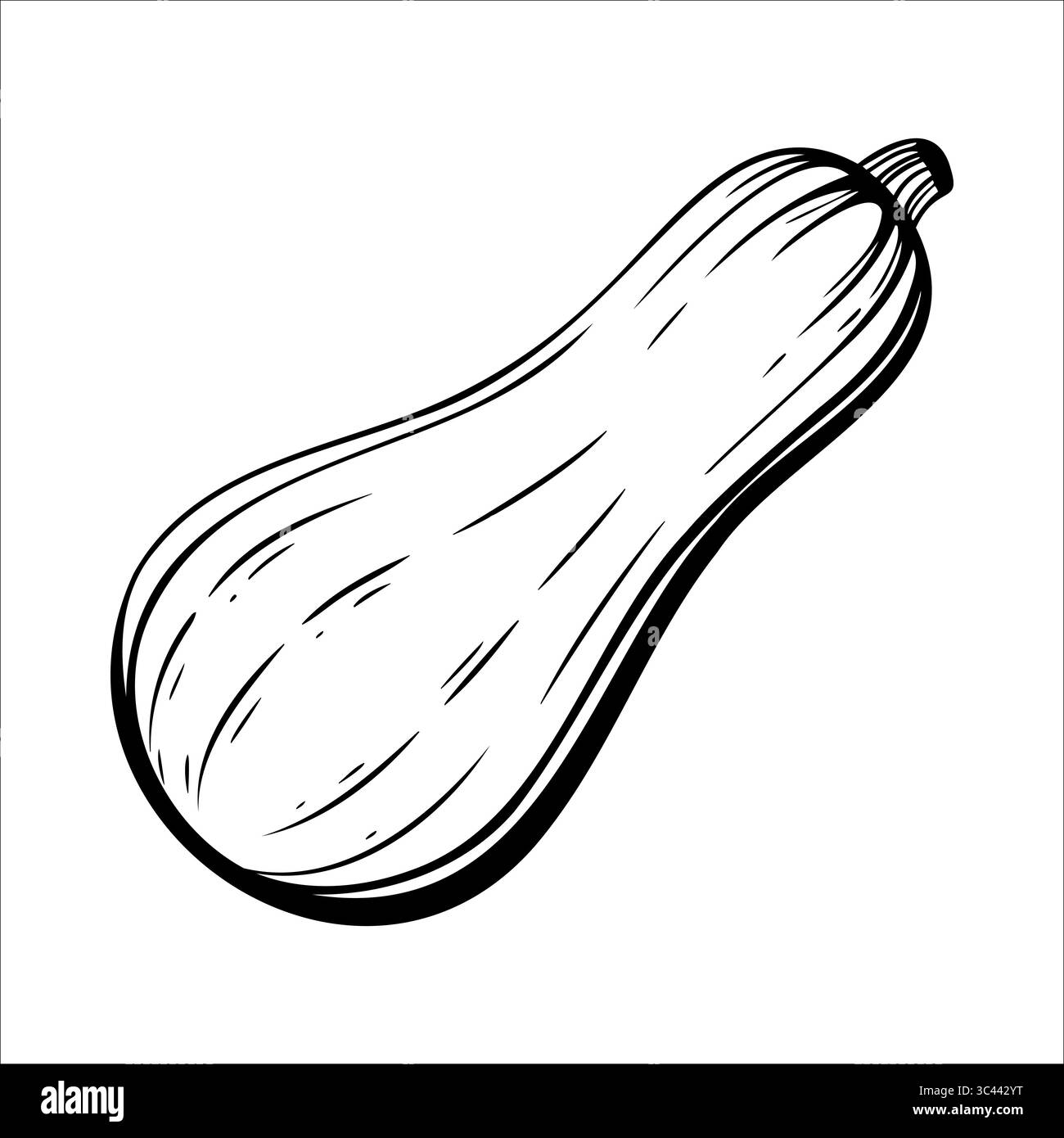 A hand-drawn illustration of a butternut squash. The squash is ...