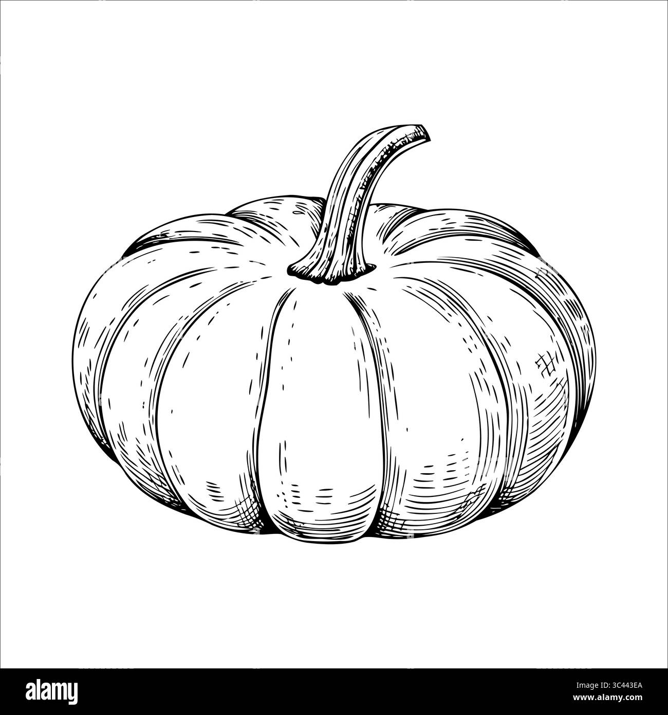 A detailed illustration of a pumpkin with a curved stem. The pumpkin ...