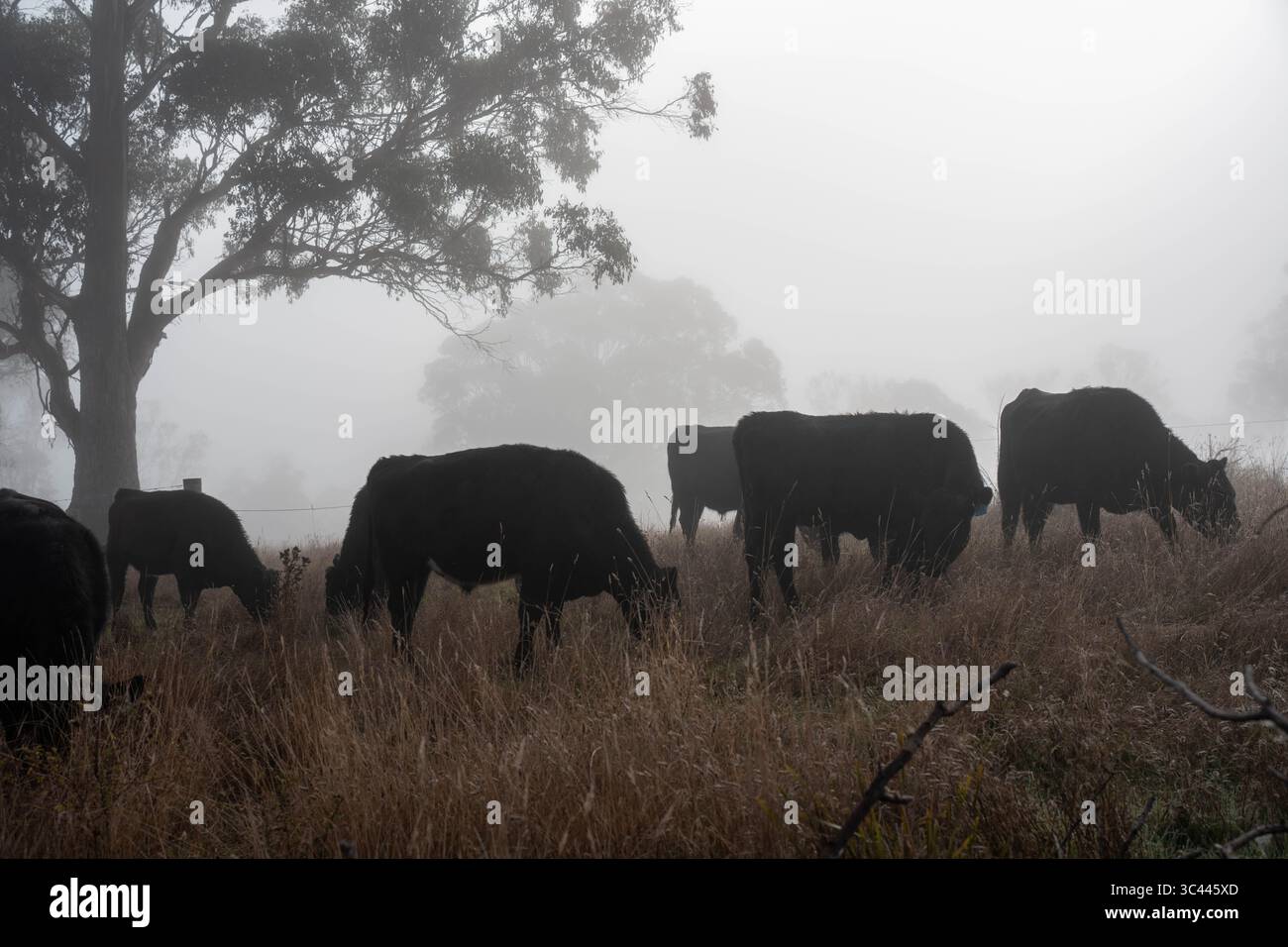 cows grazing in a misty field, mist over a Farming landscape with ...
