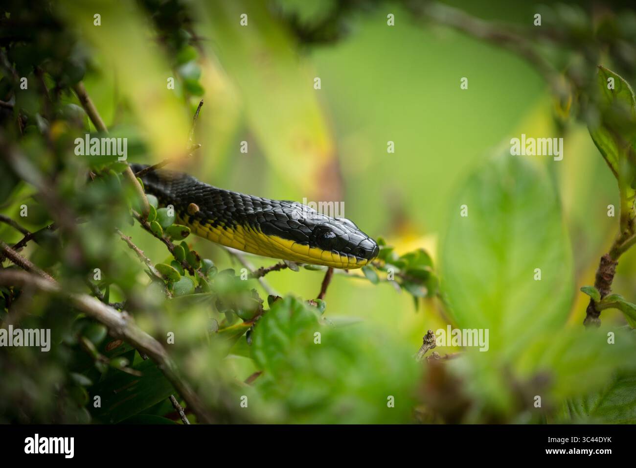 June 15, 2012, La Fortuna, Alajuela Province, Costa Rica: A Bird Snake ...