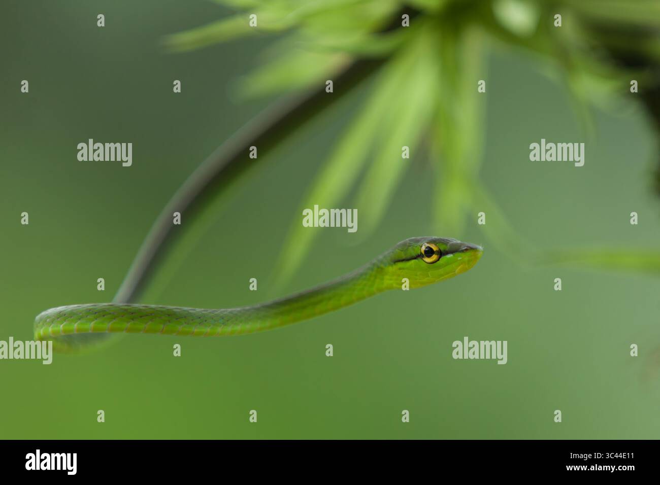 Costa rica uncommon wildlife hi-res stock photography and images - Alamy