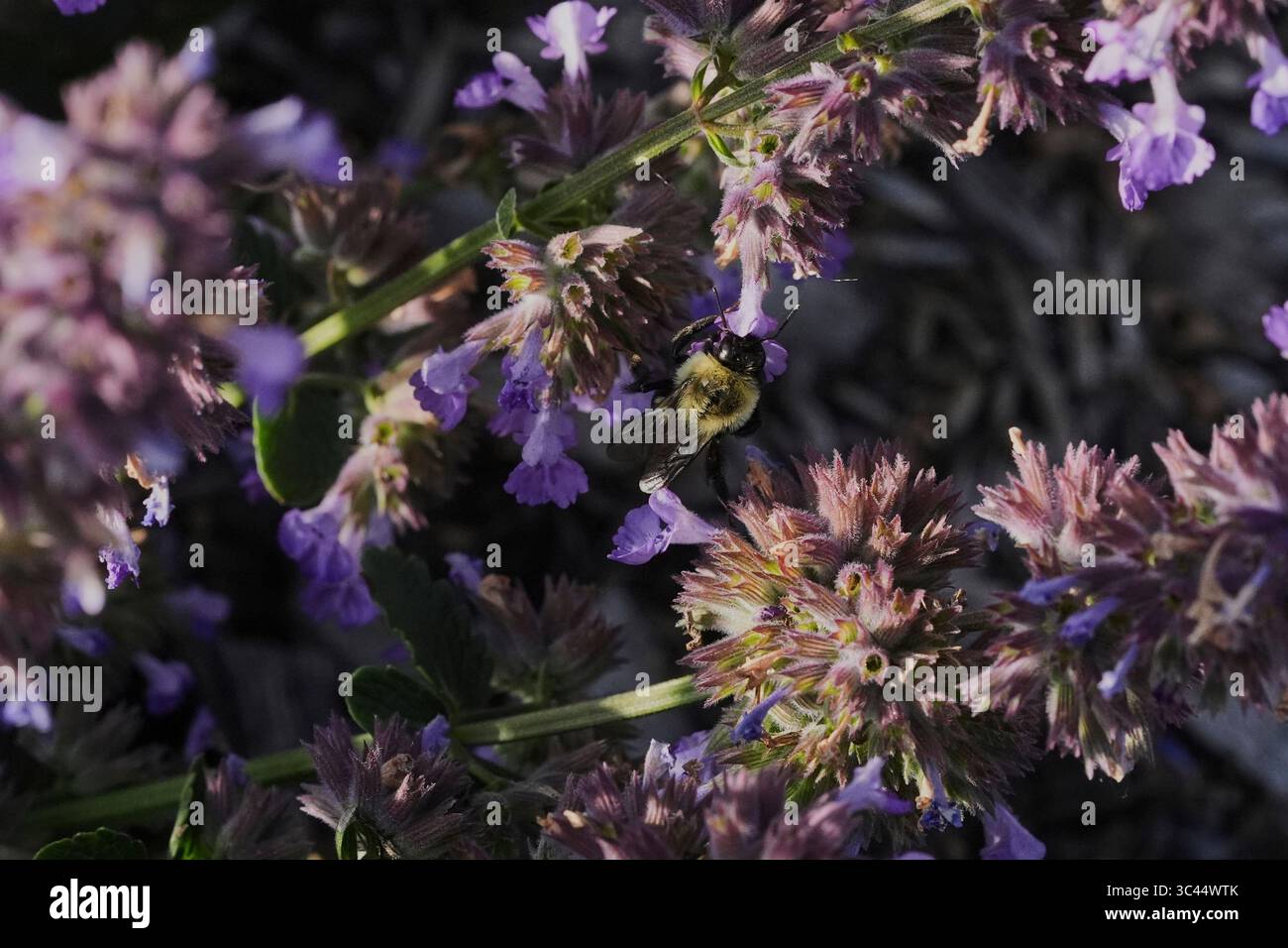 A bumblebee feeds on a flower, Tuesday, June 17, 2025, at Black Swamp ...