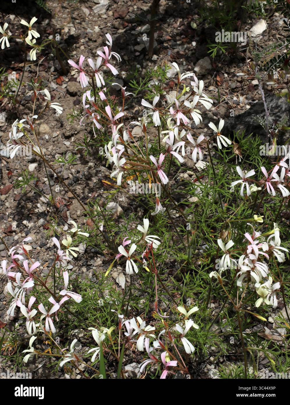 Arid Pelargonium, Pelargonium aridum, Geraniaceae. South Africa. It ...