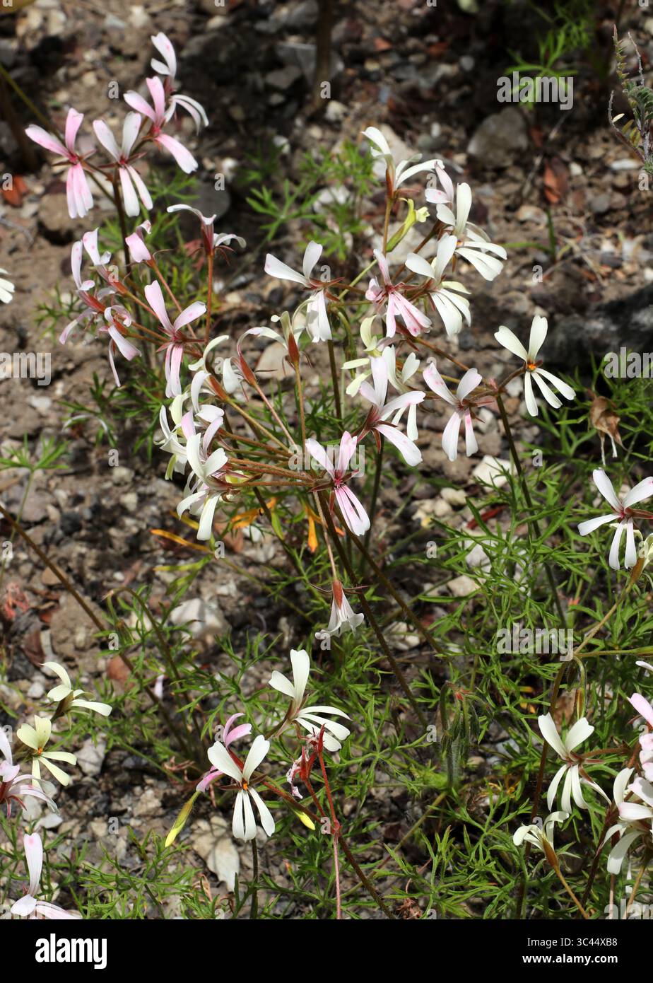 Arid Pelargonium, Pelargonium aridum, Geraniaceae. South Africa. It ...