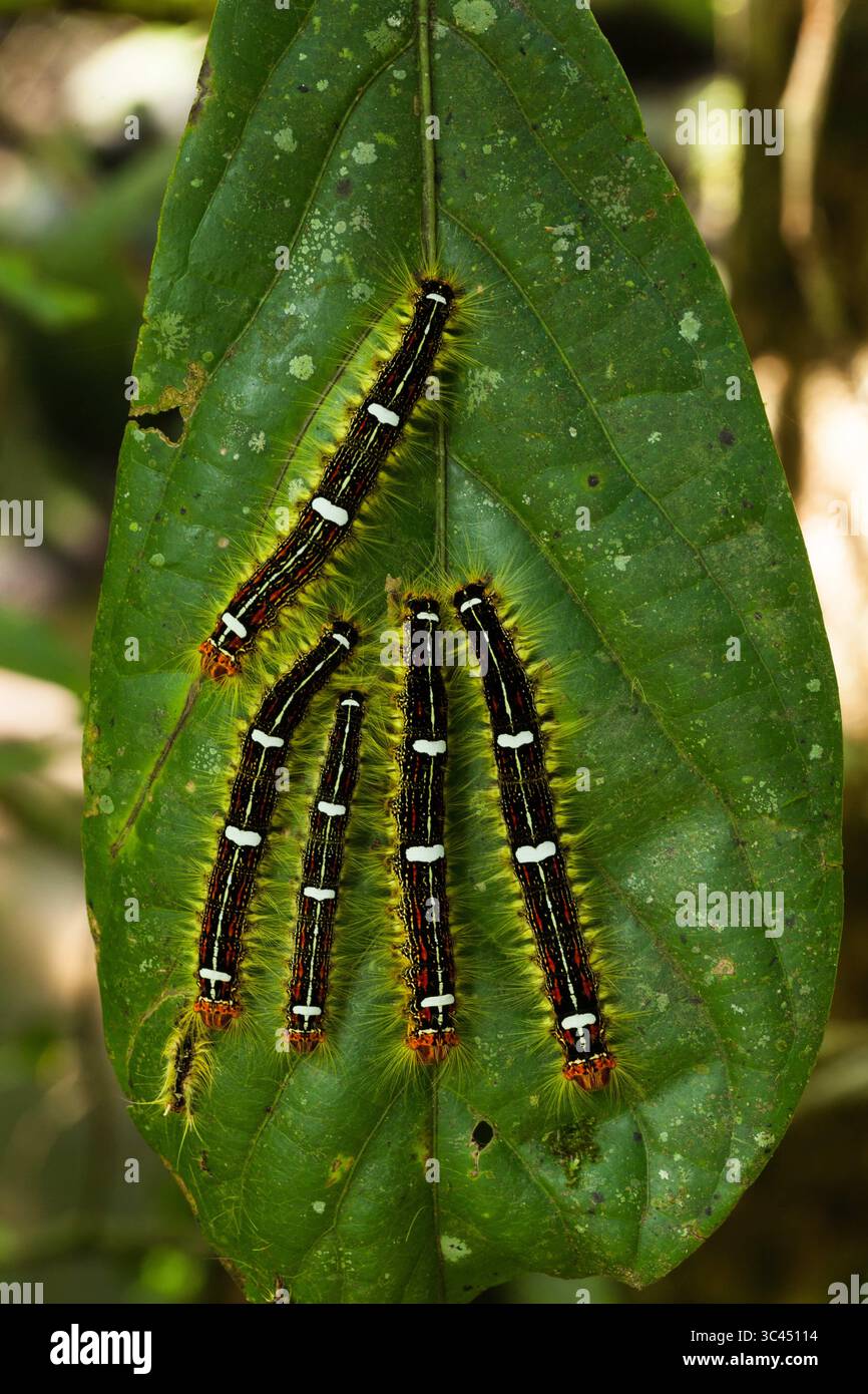 Casada costa rica hi-res stock photography and images - Alamy