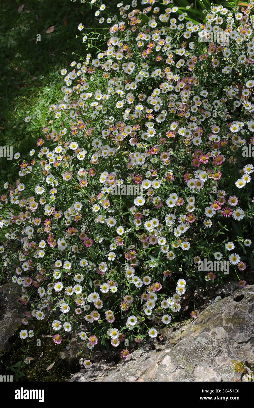 Mexican Fleabane aka Daisy Fleabane or Santa Barbara Daisy, Erigeron ...