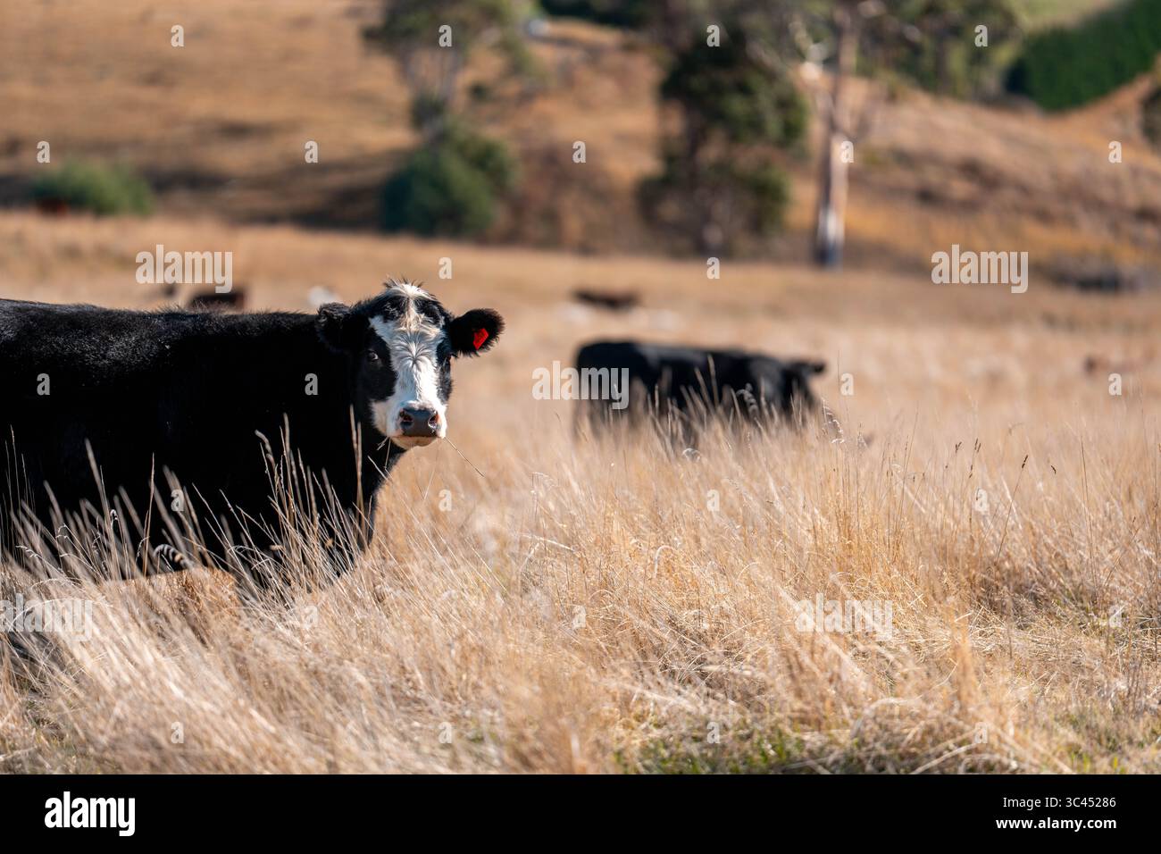 livestock in a meadow, sustainable carbon neutral farming being ...