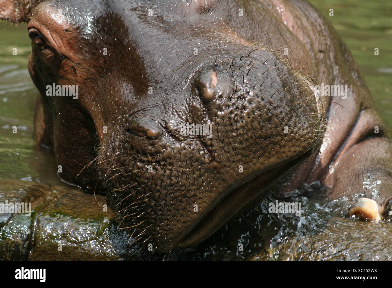 A close-up of a hippopotamus' face from a low angle, its powerful ...