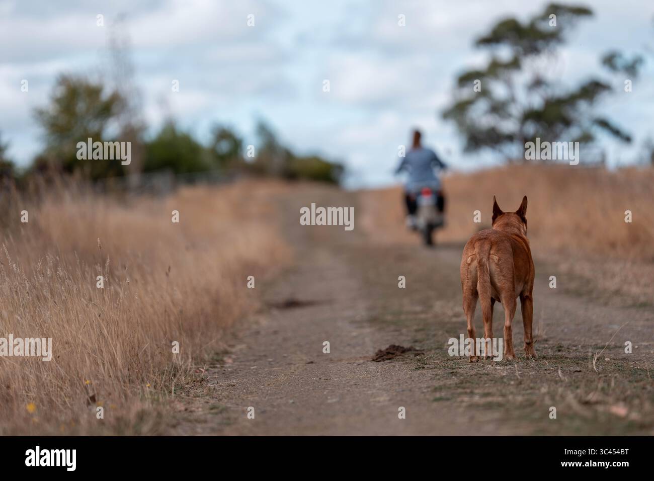 female working in agriculture. girl riding a motorbike on a farm in ...