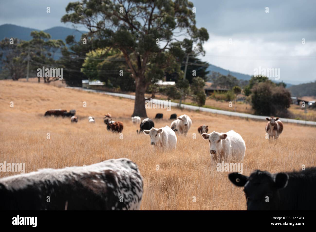 Beef cows and calves grazing on grass on a beef cattle farm in ...
