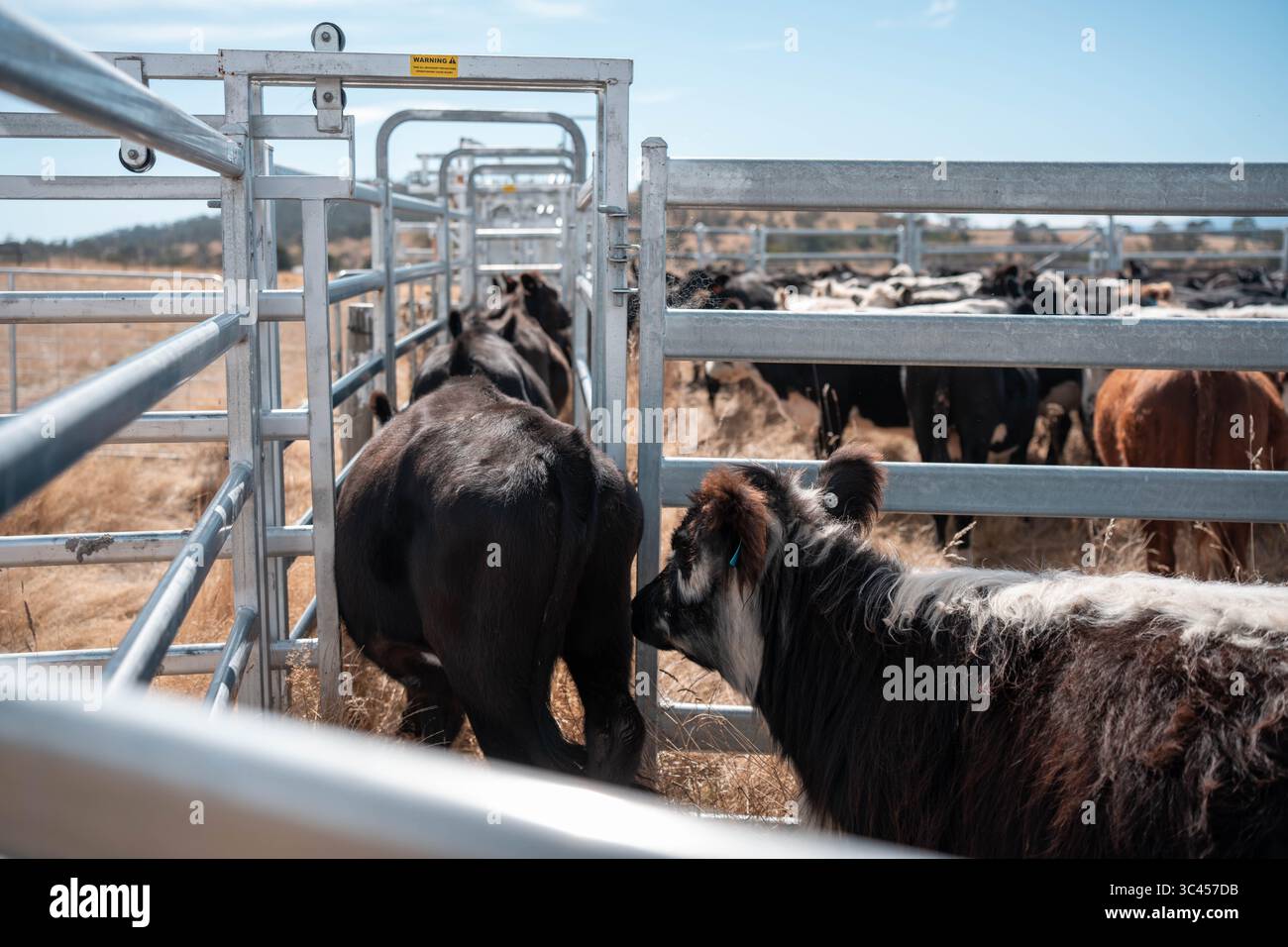 Beef cows and calves grazing on grass on a beef cattle farm in ...
