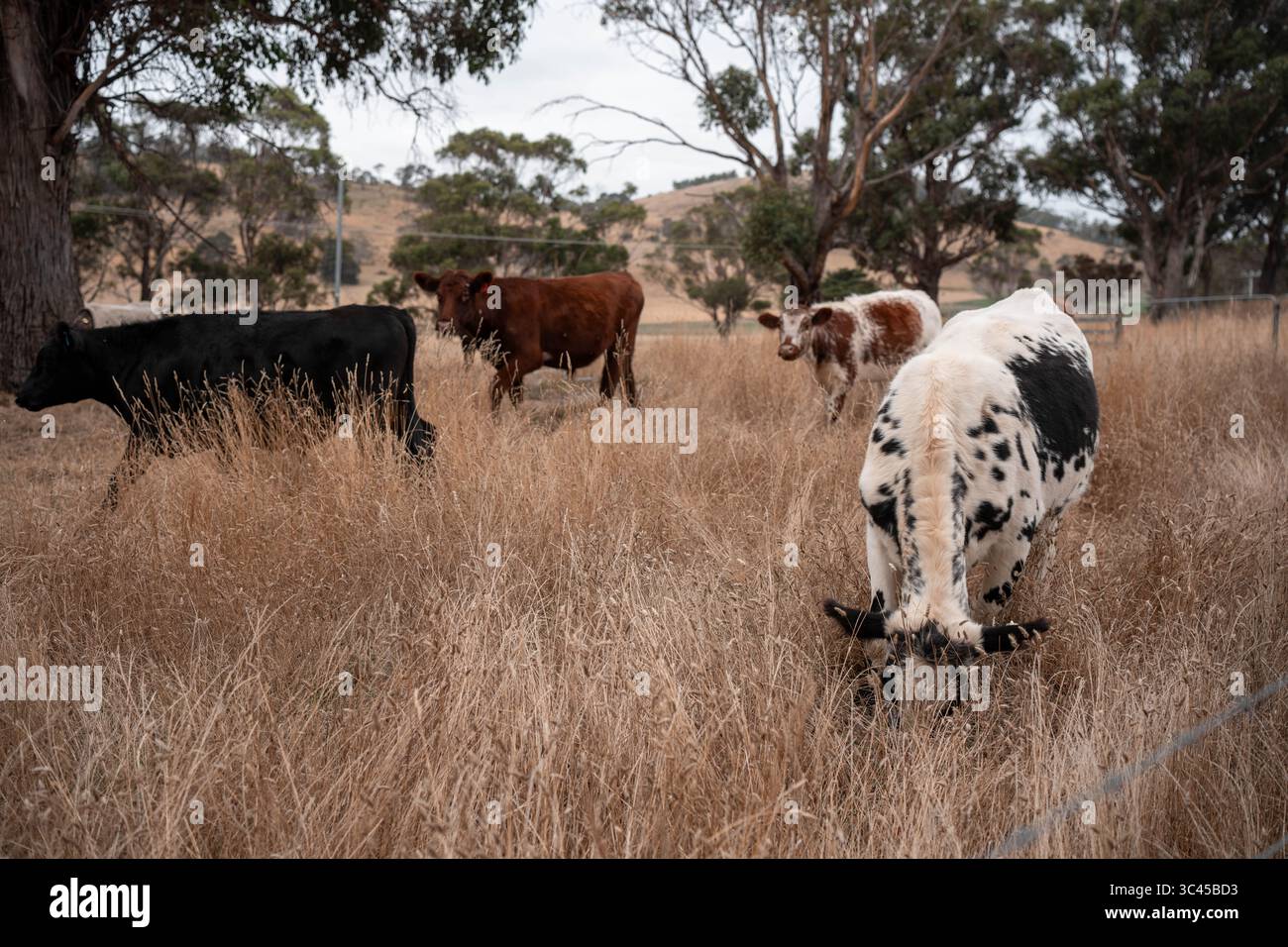 Carbon neutral cattle farming in a free range field on a farm in ...