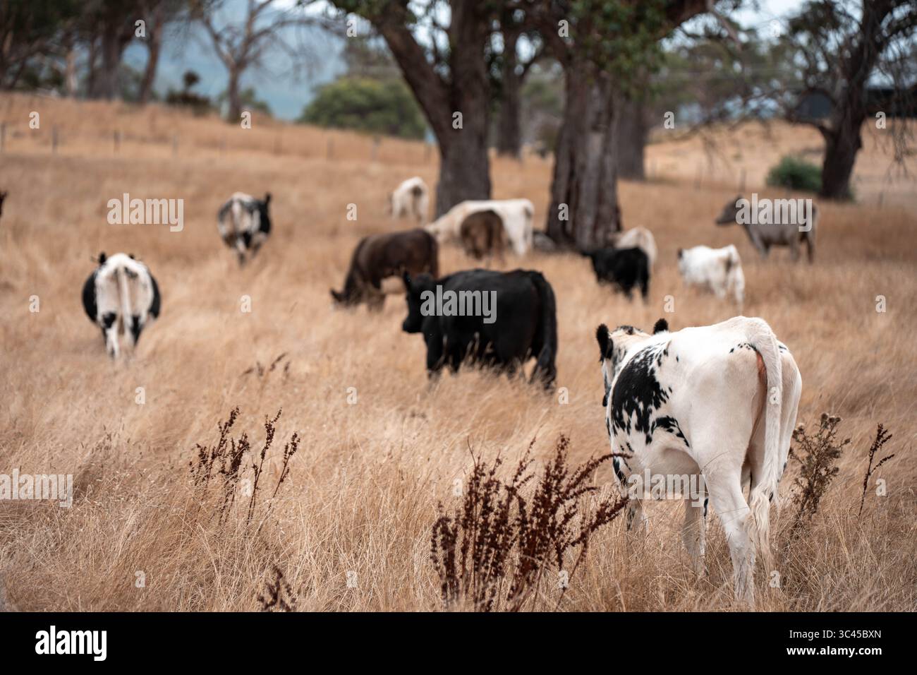 Carbon neutral cattle farming in a free range field on a farm in ...