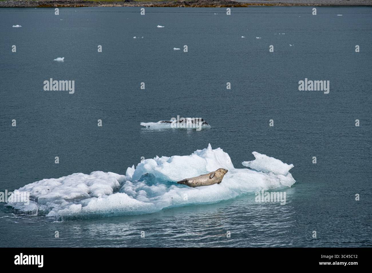 Seal lying on a piece of floating ice hi-res stock photography and ...