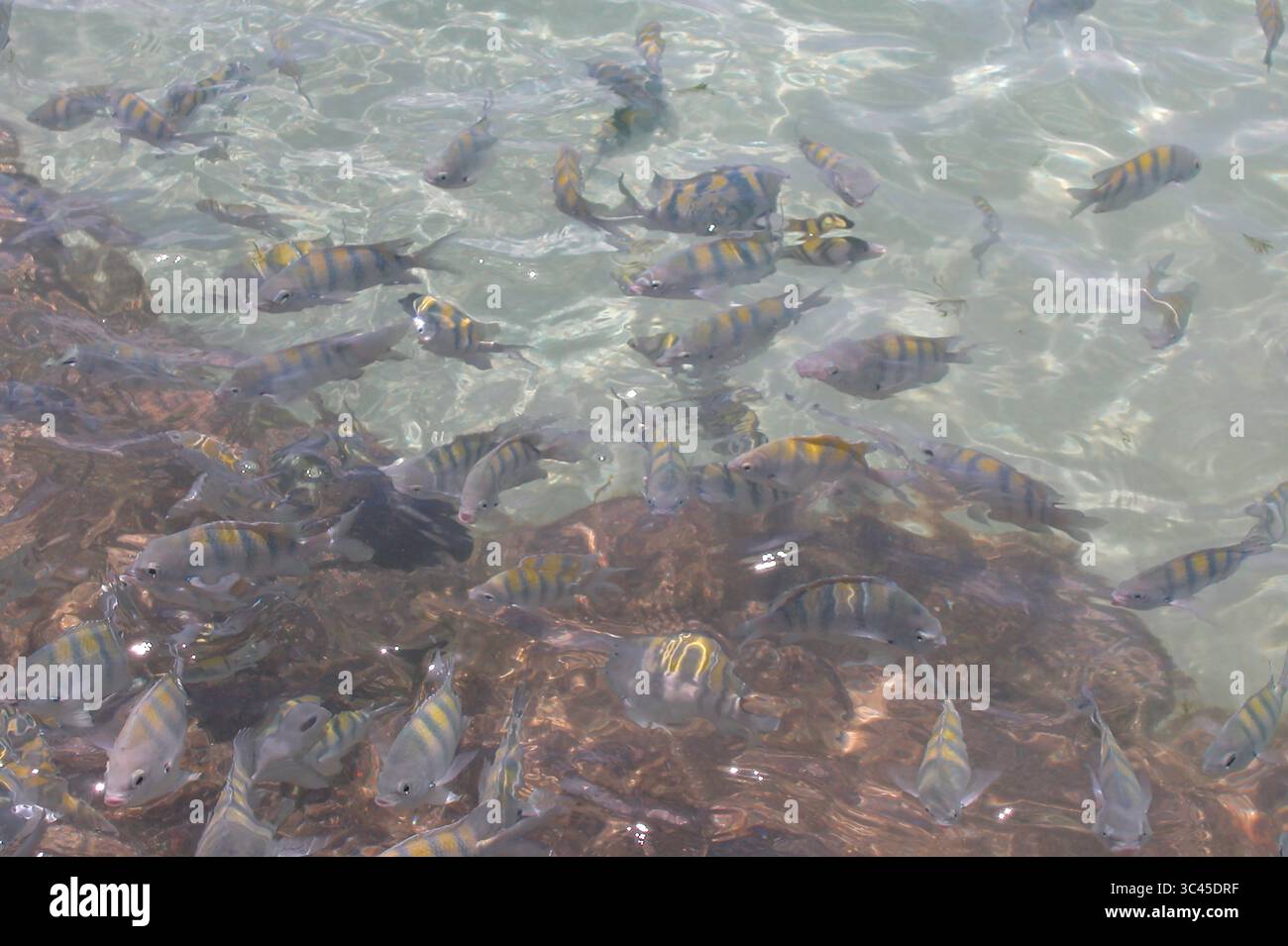 A school of sergeant major fish swims in the clear water Stock Photo ...