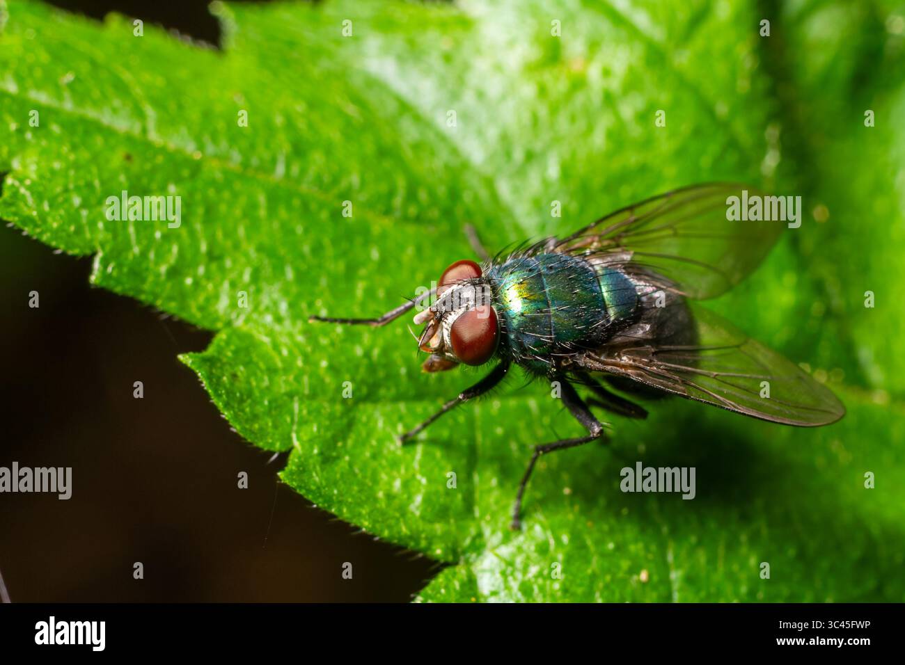 Detailed scientific study anatomy hi-res stock photography and images ...