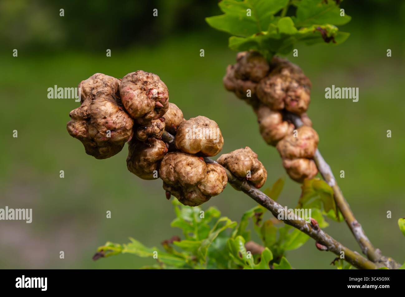 Oak tree pests and diseases hi-res stock photography and images - Alamy