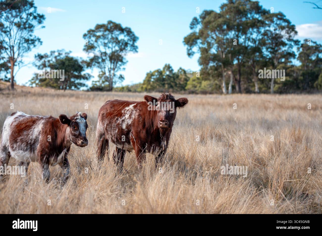 livestock in a meadow, sustainable carbon neutral farming being ...