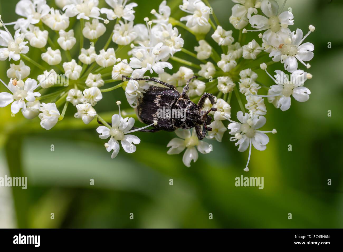 Meticulously detailed insects hi-res stock photography and images - Alamy