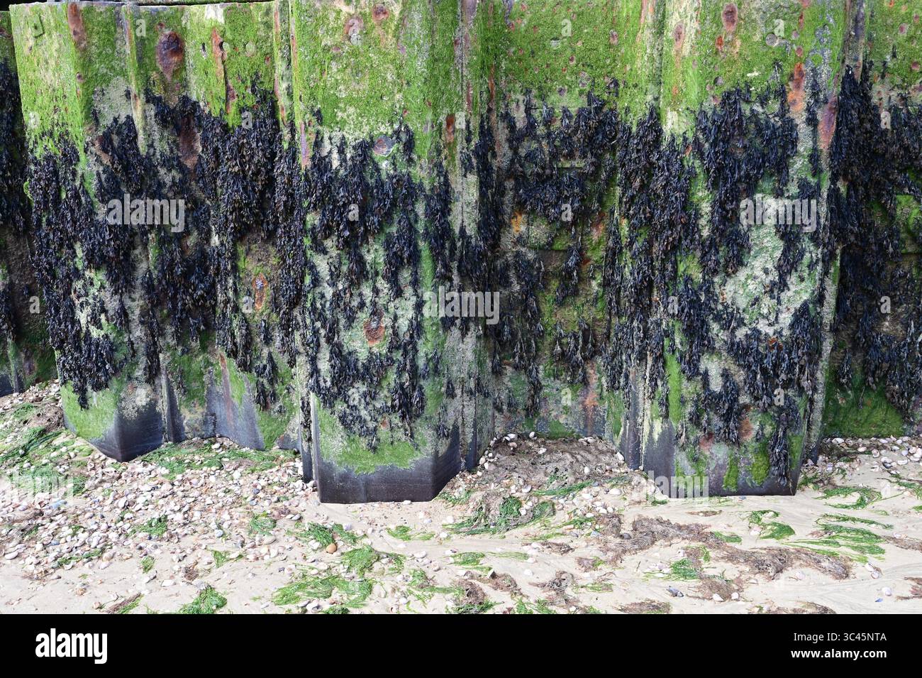 Seaweed on the metal wall of a Pier in LIttlehampton, UK Stock Photo ...