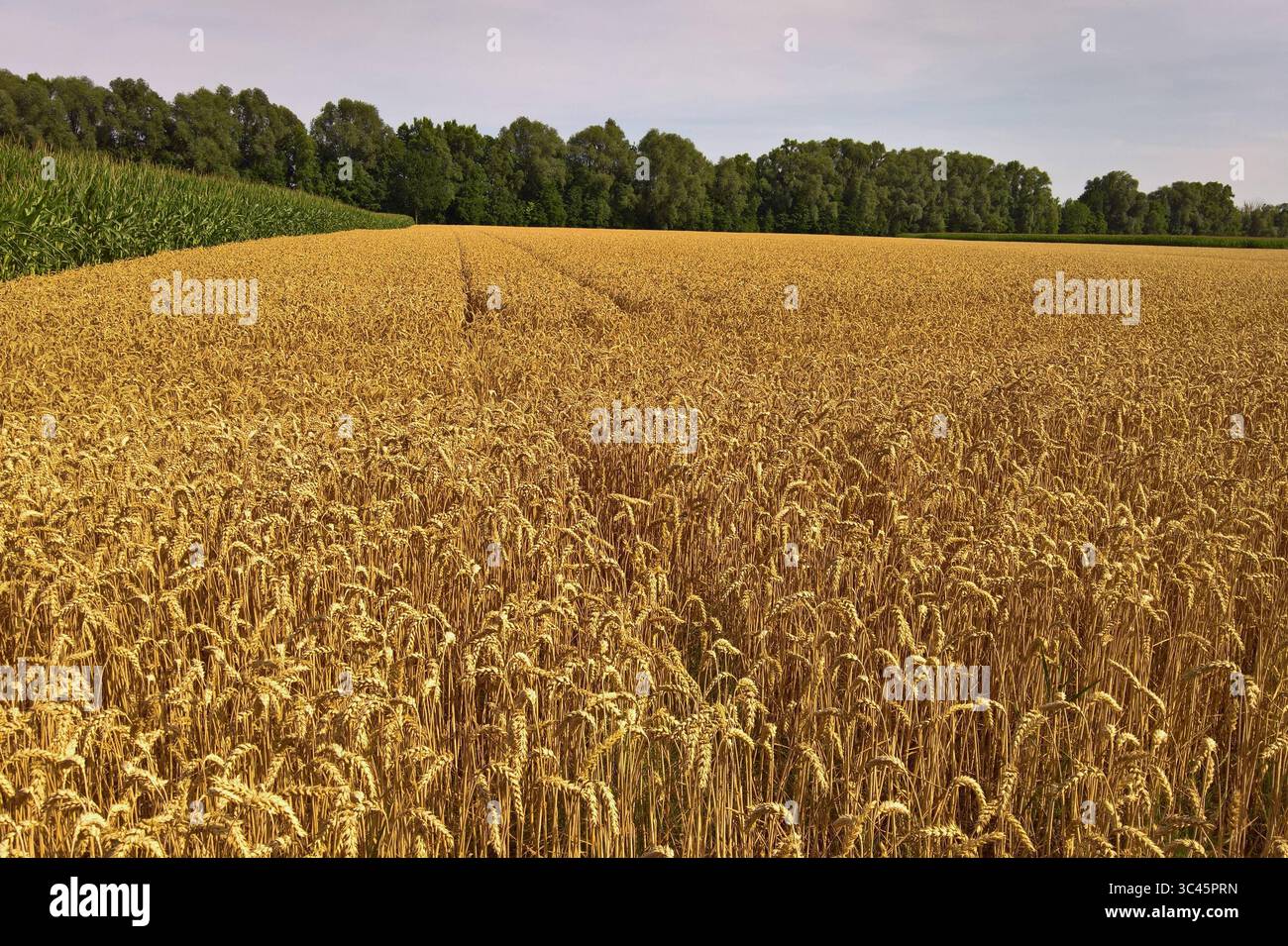 Gerste mais getreide getreide hi-res stock photography and images - Alamy