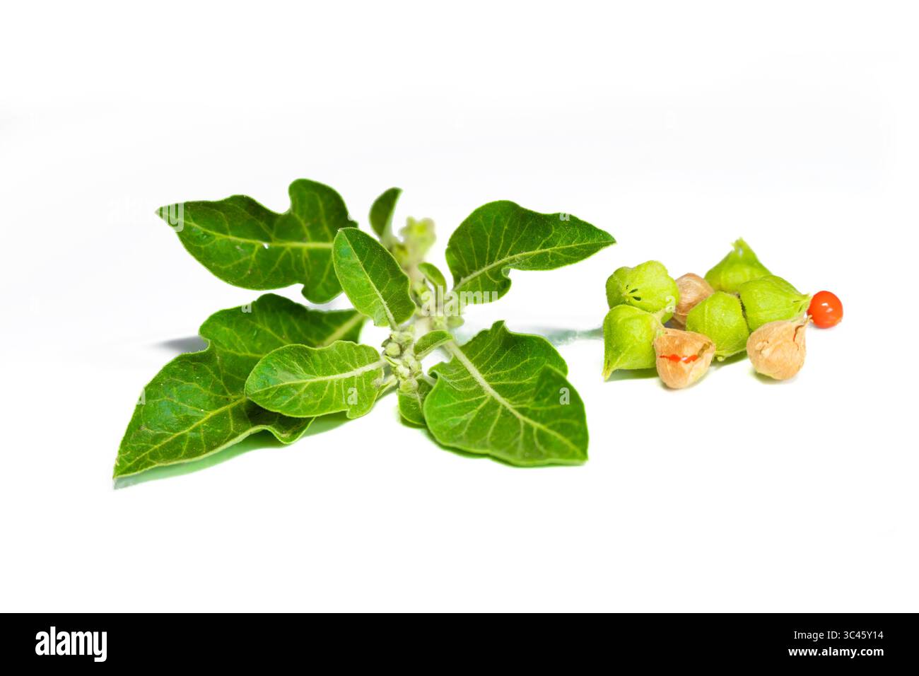 Ashwagandha Medicinal Herb with Fresh Leaves, also known as Withania ...