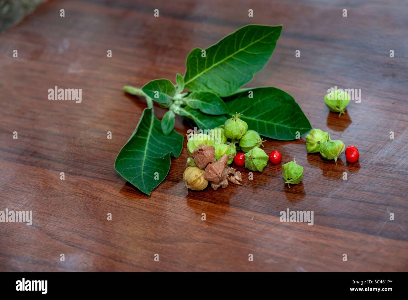 Withania somnifera ( Ashwagandha) green leaves herbal plants. withania ...