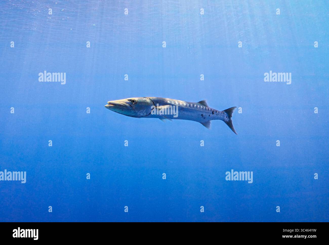 Large great barracuda Sphyraena barracuda swimming in blue open water ...