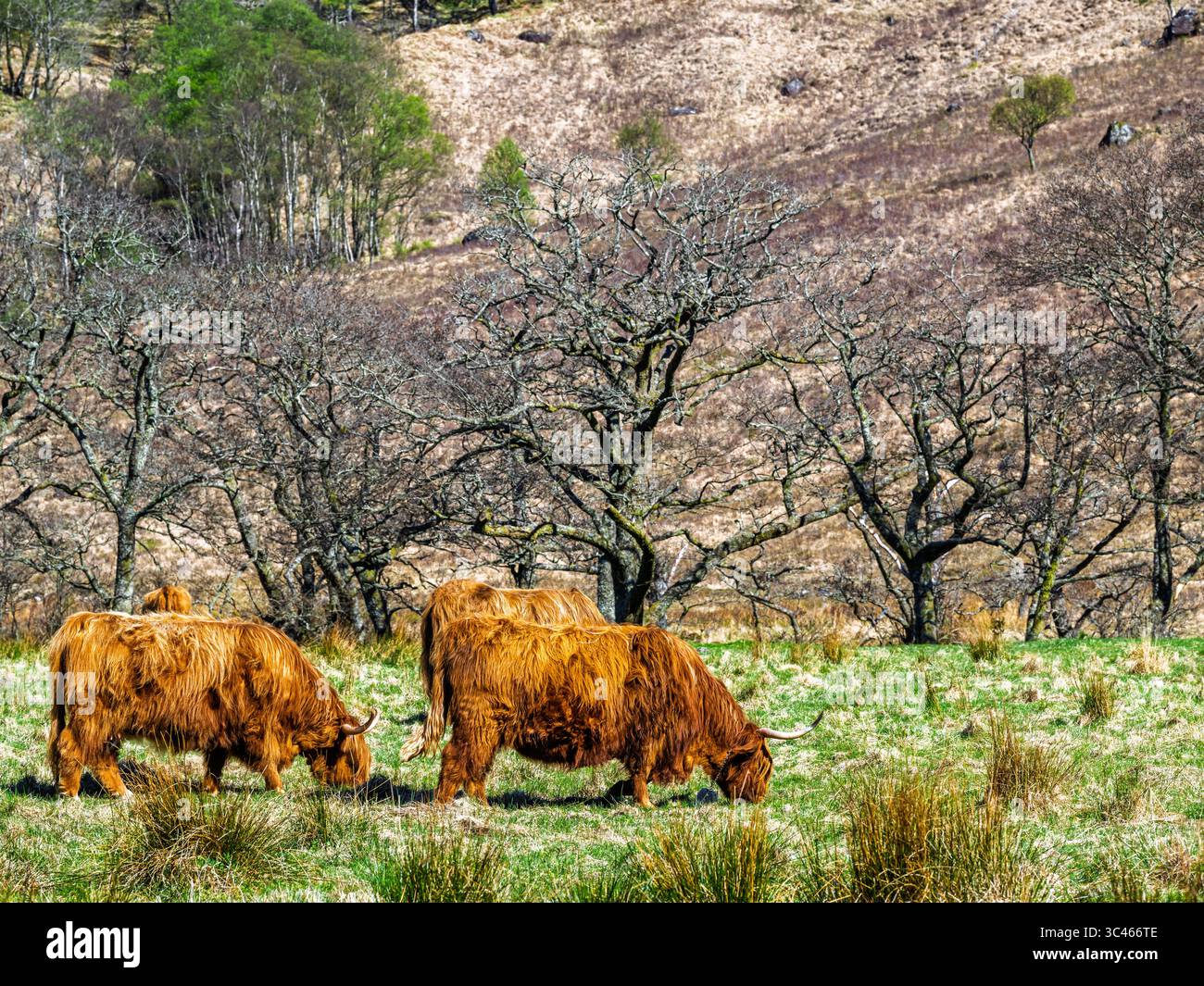 Highland Cattle from a drone, Scottish breed of rustic cattle, Highland ...