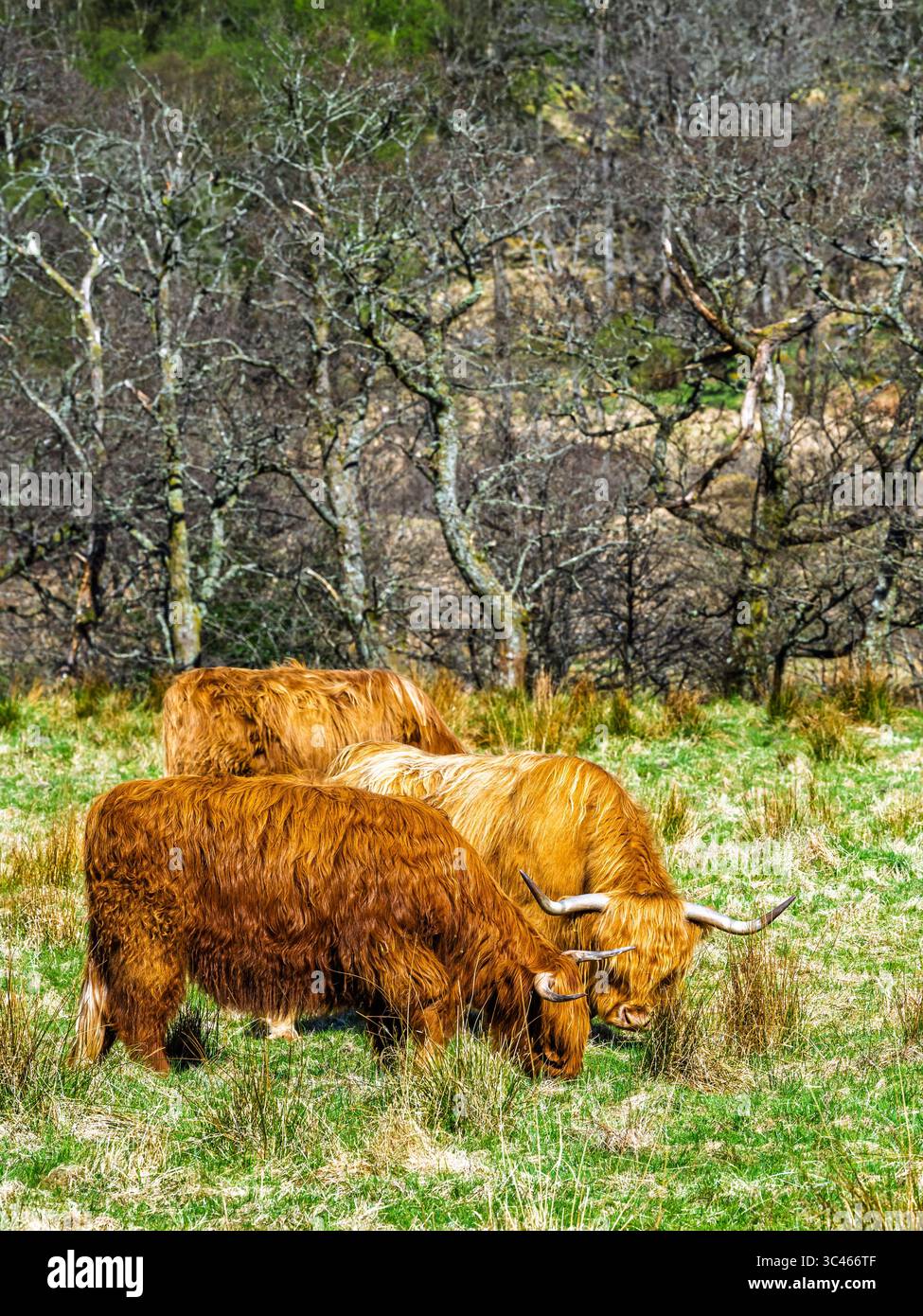 Highland Cattle from a drone, Scottish breed of rustic cattle, Highland ...