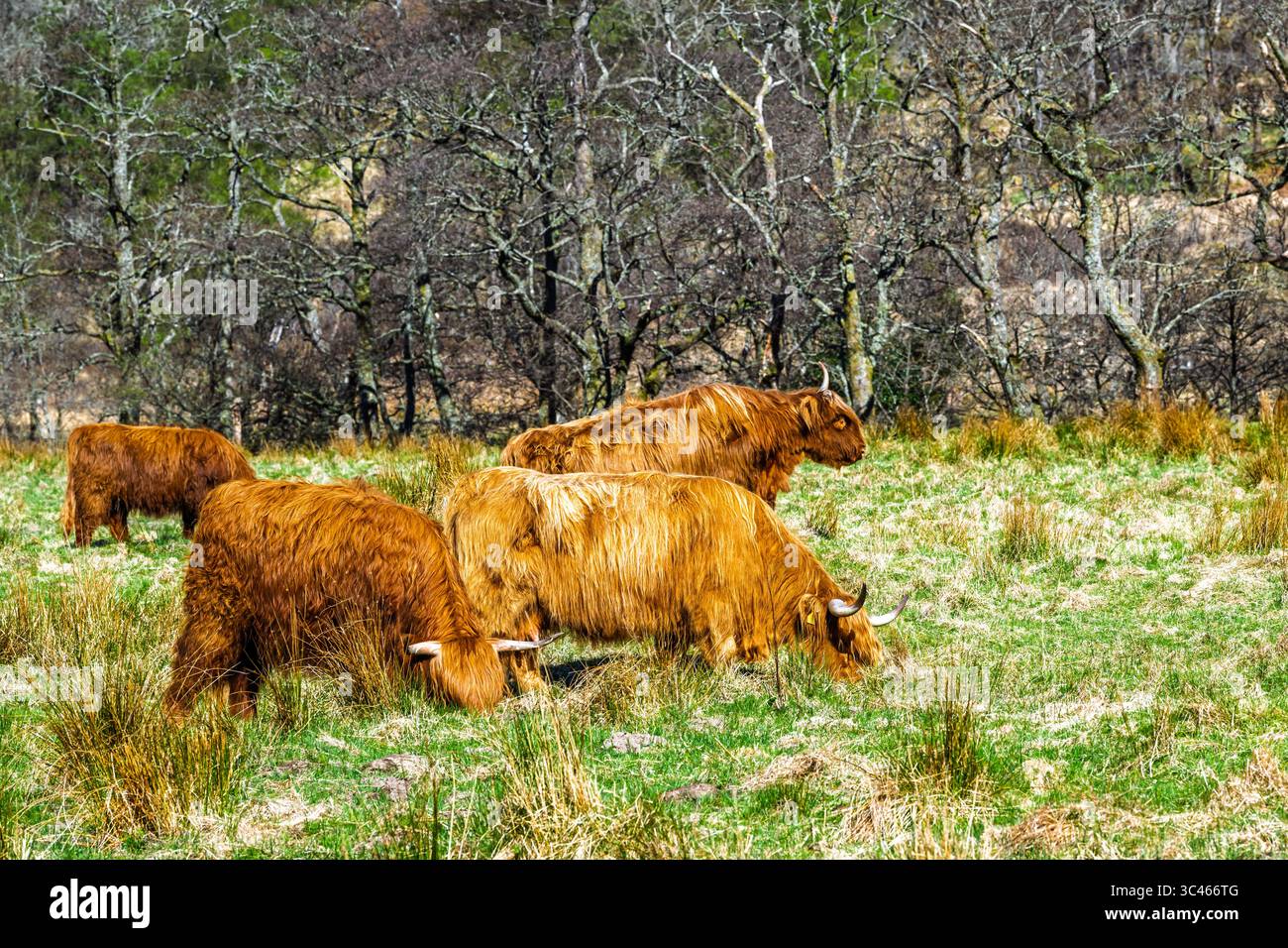 Highland Cattle from a drone, Scottish breed of rustic cattle, Highland ...