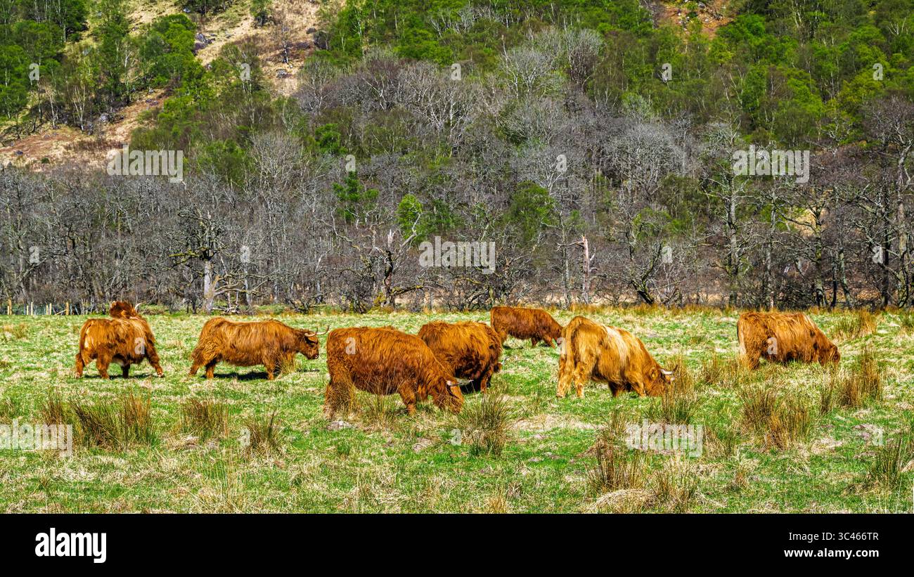 Highland Cattle from a drone, Scottish breed of rustic cattle, Highland ...
