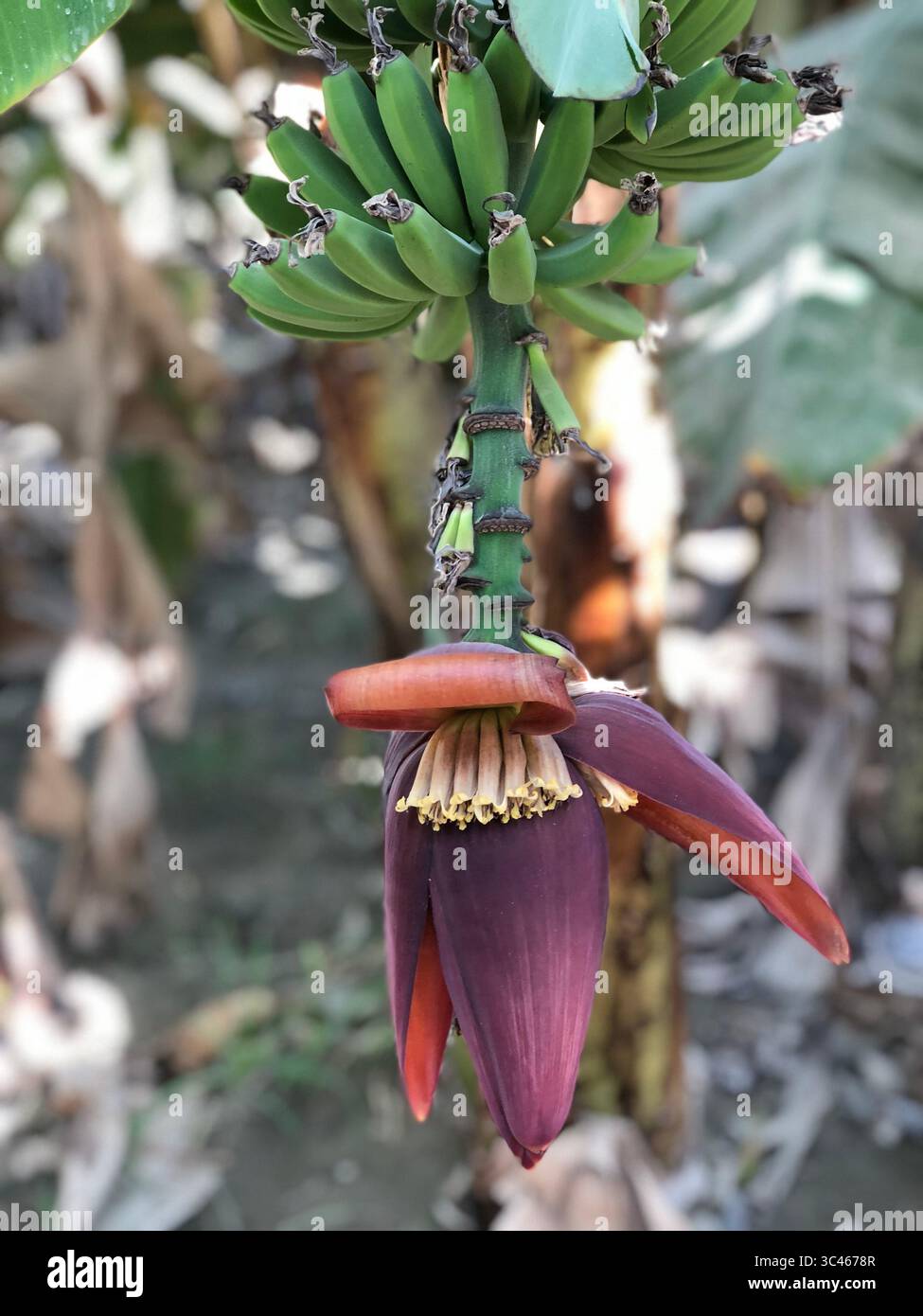 A close-up of a banana bunch with a vibrant flower in a banana garden ...