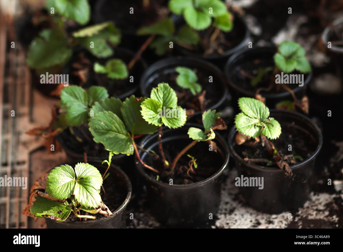 A vibrant, healthy young strawberry plant with lush green leaves ...