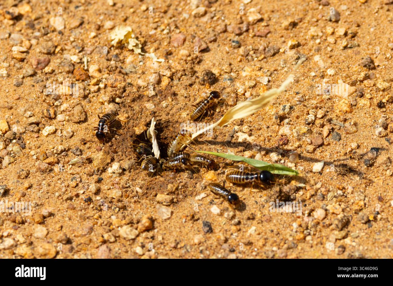 One of the larger in the family, the Northern Harvester Termites does ...