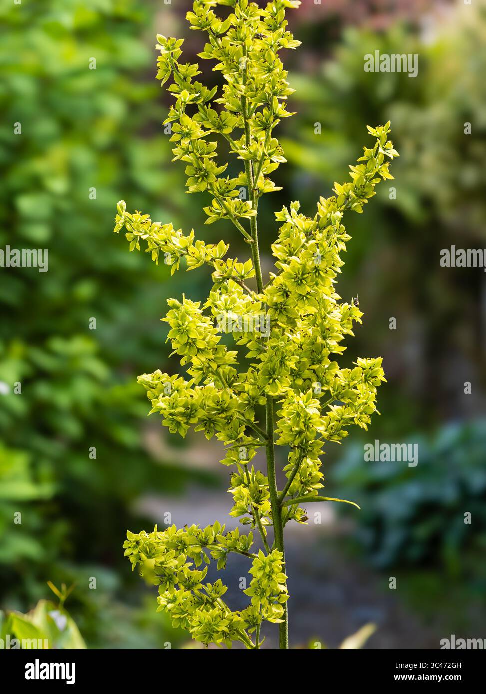 Branching spikes of yellow green flowers of the hardy perennial false ...