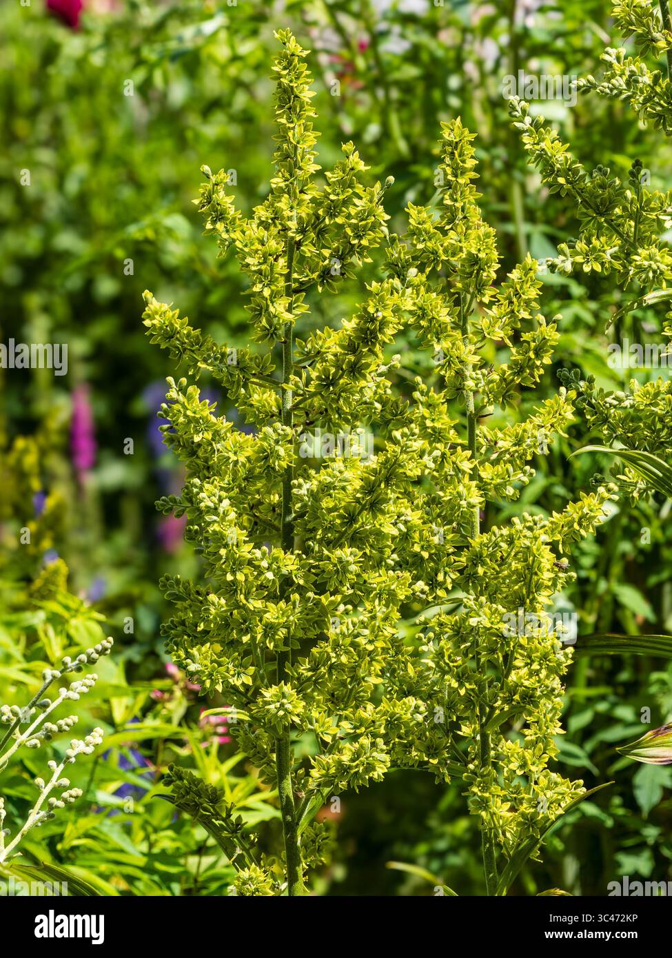Branching spikes of yellow green flowers of the hardy perennial false ...