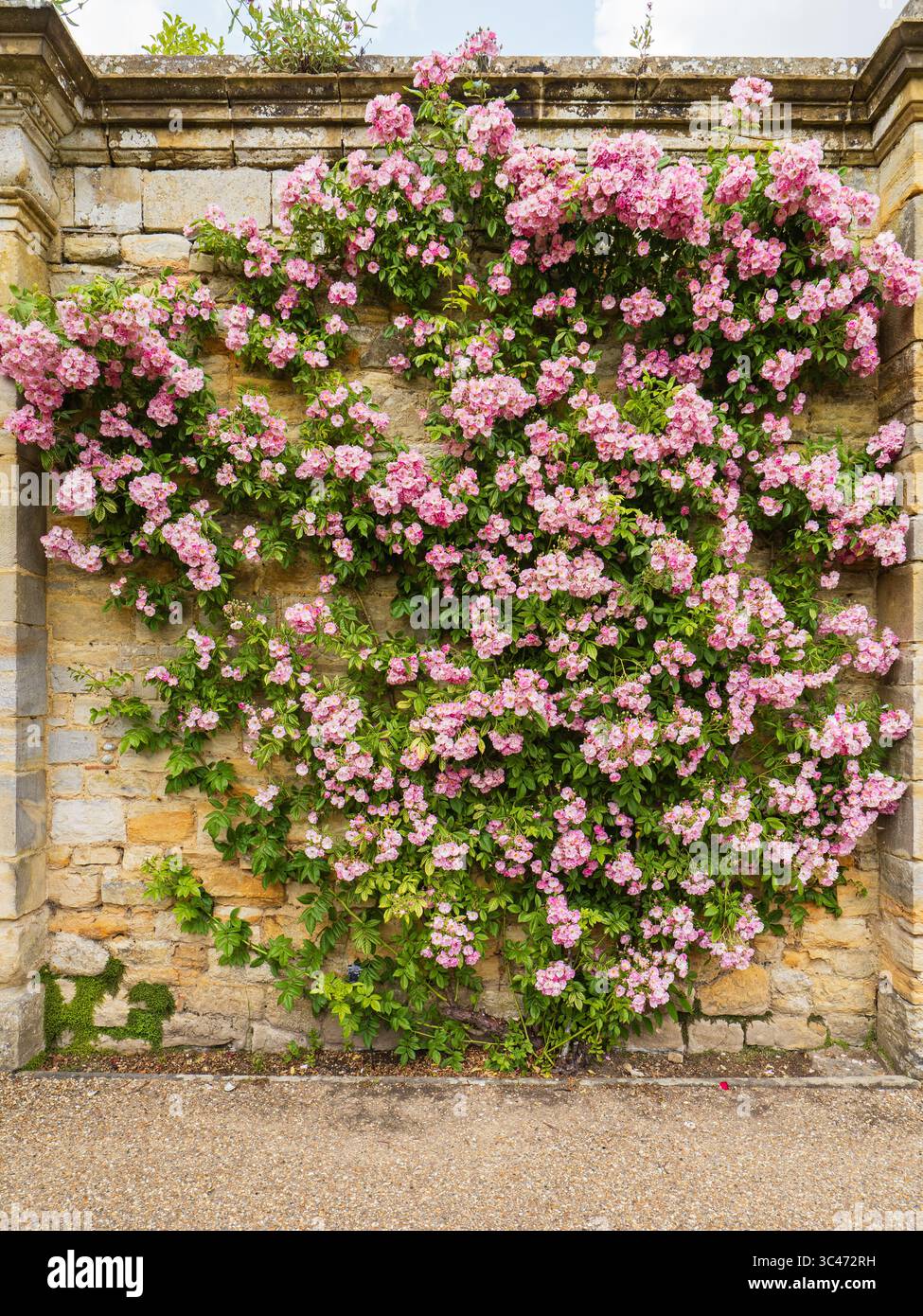 Rose 'Kew Rambler' trained to a wall in the Italian Garden at Hever ...