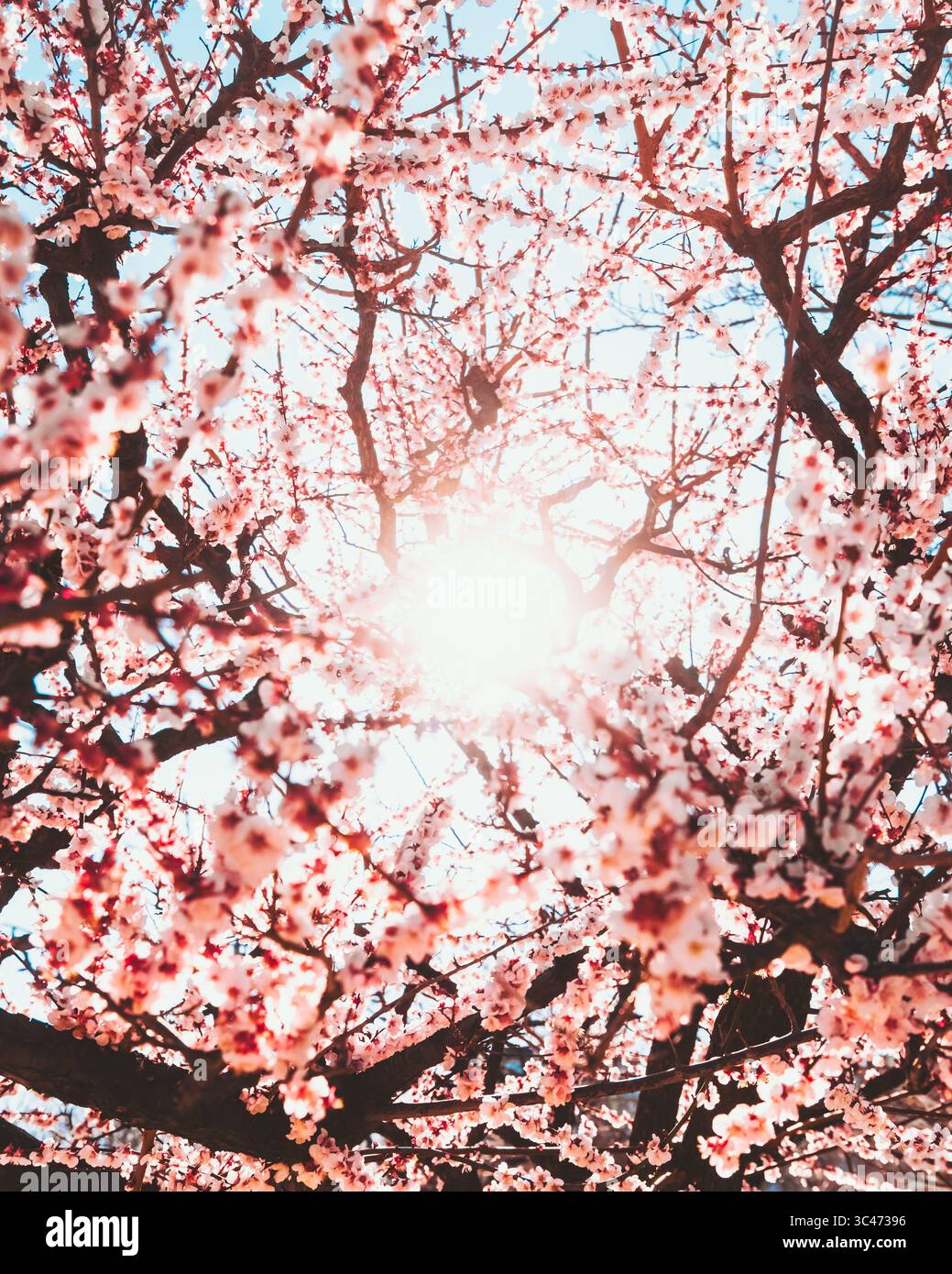 View of the sun shining through delicate pink cherry blossoms on ...