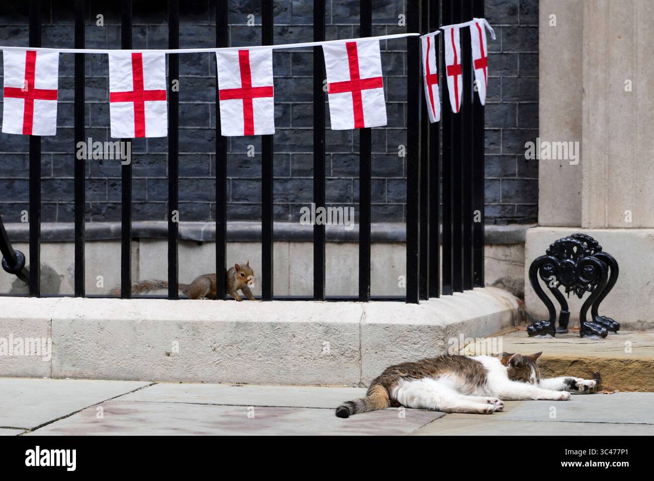 A squirrel spies on Larry, the cat, Chief Mouser to the Cabinet Office ...
