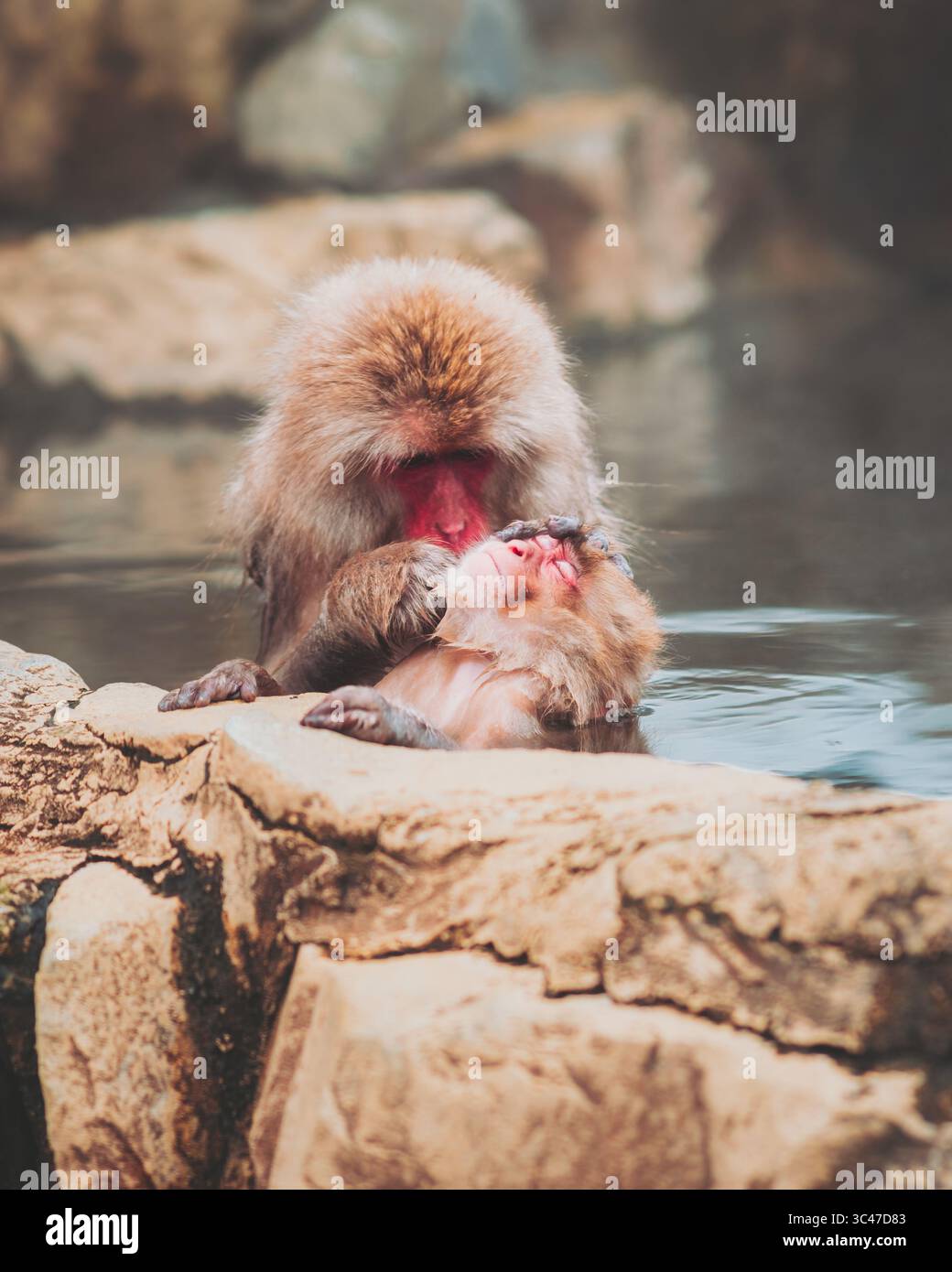 View of two Japanese Macaques, one carefully grooming the other amidst ...